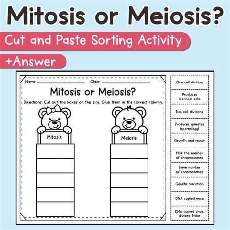 Mitosis Or Meiosis Cut And Paste Sorting Activity Engaging Biology