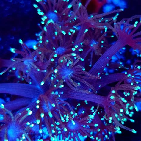 Blue Pixie Dust Glitter Goni Super Bright Success Reef2reef