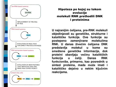 Ppt Istorijat Građa Dnk Rnk Proteina Powerpoint Presentation Free Download Id 4951898