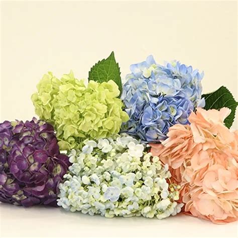 콜롬비아 수국 꽃말과 특징 Hydrangea Colombia 꽃도감
