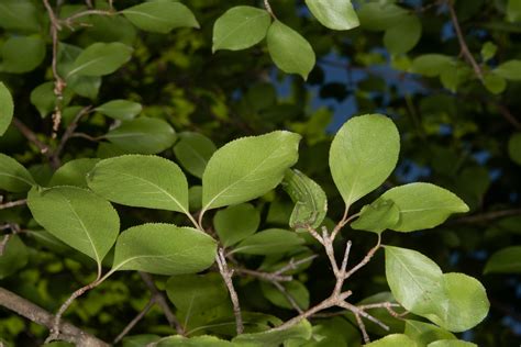 Viburnum Prunifolium Smooth Blackhaw