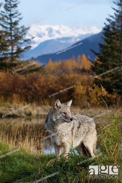 View Of An Adult Coyote At The Alaska Wildlife Conservation Center Near