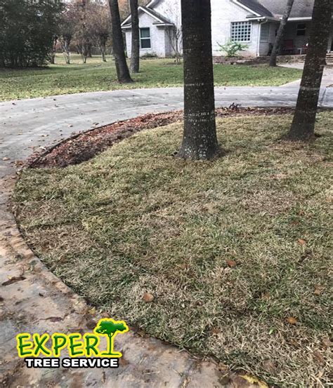 Expert Tree Services Tree Trimming