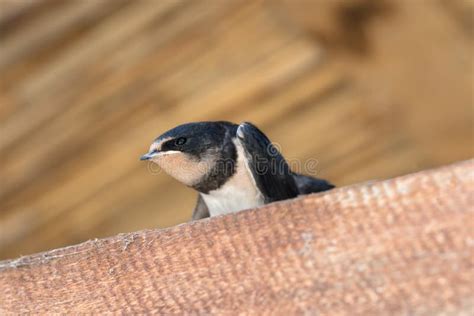 Ebony Head Swallow Image Telegraph