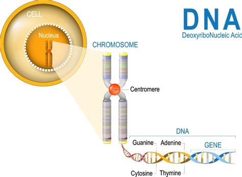 Discovery Of Dna Structure Concept Map Answers United States Map