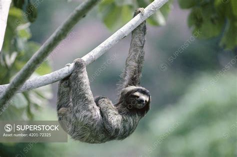 Brown Throated Three Toed Sloth Bradypus Variegatus Male Sunbathing