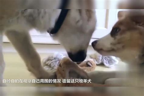 当边牧犬第一次见到狼，它的反应让人摸不着头脑！牧犬反应