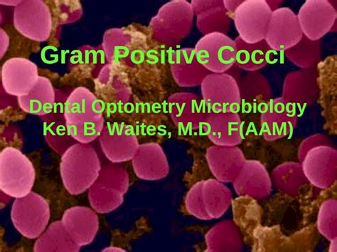 Ppt Gram Positive Cocci Dokumen Tips
