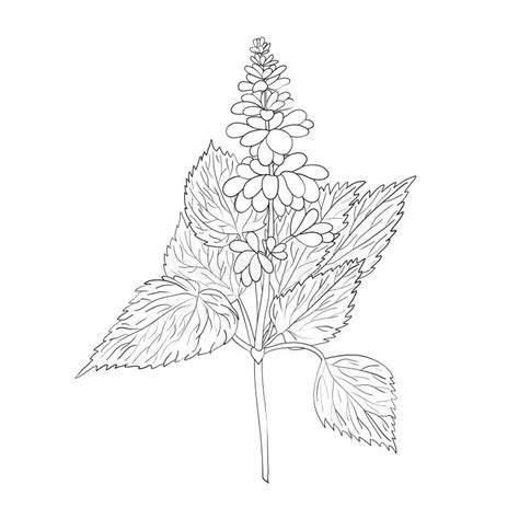 Patchouli A Base Note In Perfumery Outline Illustration Stock Illustration Illustration Of