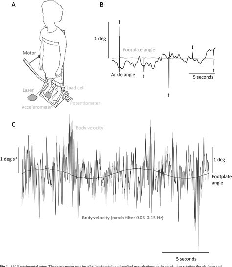 Figure 1 From Individual Differences In Intrinsic Ankle Stiffness And