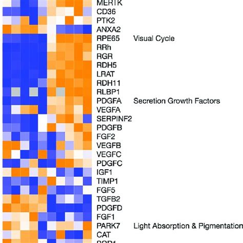 Heatmap For The Expression Of Genes Related To Rpe Specific Functions