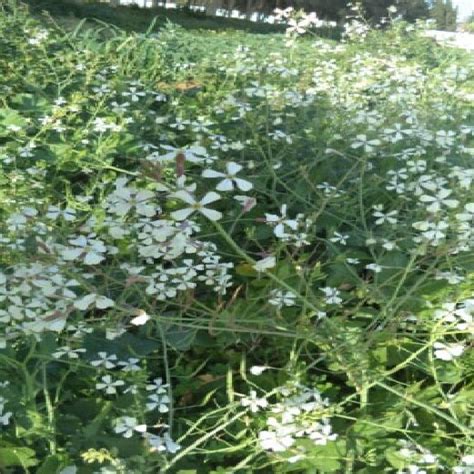 General Aspect Of Raphanus Raphanistrum Download Scientific Diagram