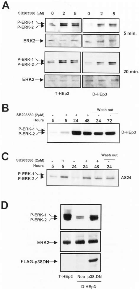 Analysis Of Cross Talk Between Erk And P38 Pathways A Effect Of P38