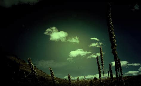 Wallpaper Sunlight Landscape Night Nature Reflection Sky Plants