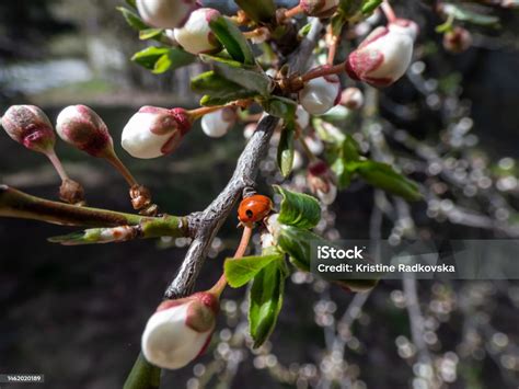 성체 2점 무당벌레는 봄에 매화나무 가지에 흰 매화와 함께 있습니다 화창한 날에 봄 정원 꽃 풍경 0명에 대한 스톡 사진 및 기타 이미지 Istock
