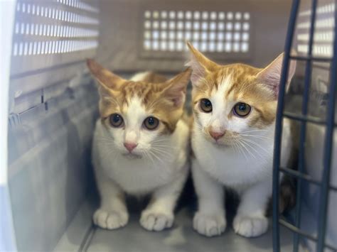 코리안숏헤어 가을이겨울이 보스턴테리어 핏불테리어 허스키 테리어종류 꼬똥 차오차오 아프간하운드 Cat 강아지분리불안 털안빠지는강아지 귀여운강아지 강아지종 사바나캣 믹스견