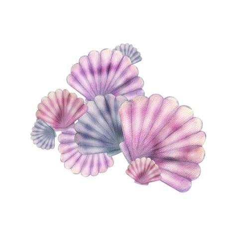 Premium Photo Scallop Seashells Watercolor Illustration Isolated