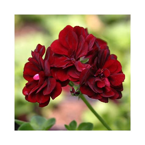 Trailing Geranium Tommy Uk