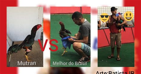 Galos De Combate Brasil 2021 Galo Melhor Do Brasil Esbagaça Galo De