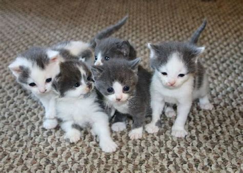 Were The Itty Bitty Kitty Club Kittens Cutest Kittens Kitty