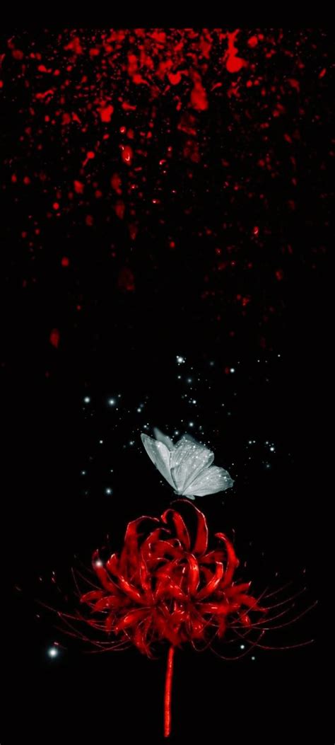 Red Spider Lily Lily Wallpaper Red Spider Lily Red Lily Flower