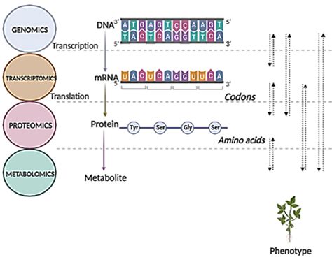 A Systems Biology Perspective On The Biological Information Pipeline Download Scientific