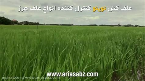 دفع قطعی و سریع علف هرز تیرکمان آبی از مزارع برنج با علف کش نوینو