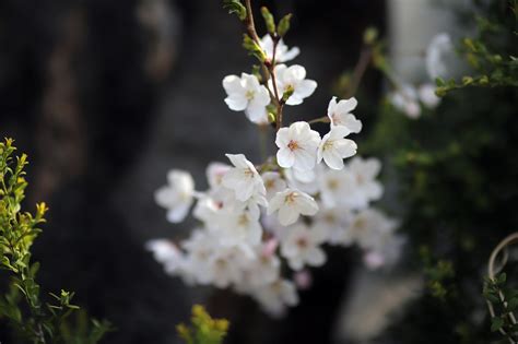 花朵 春天 樱花 Pixabay上的免费照片