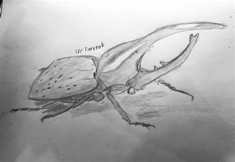 Was Requested To Post A Rhino Beetle Rentomology