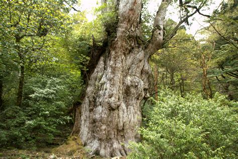 木になるマメ知識木って何歳まで生き続けるの 木の寿命を探ってみよう ACORN