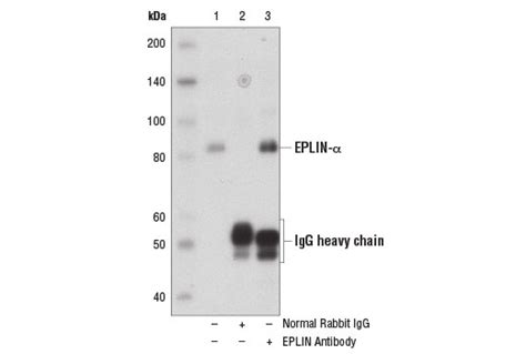 EPLIN Antibody Cell Signaling Technology