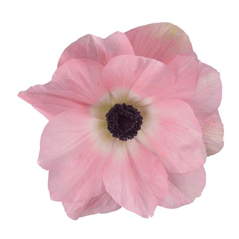 Italiensk Anemon Mistral ® Rosa Chiaro 10st