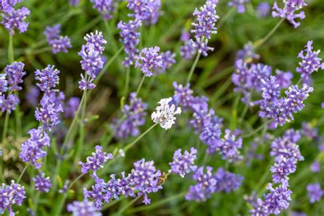 Best Varieties Of Lavender Colorful Lavender Varieties Witdx