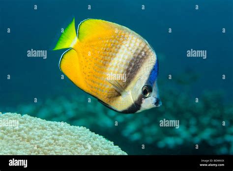 Kleins Butterflyfish Chaetodon Kleini Fish Bali Island Lesser