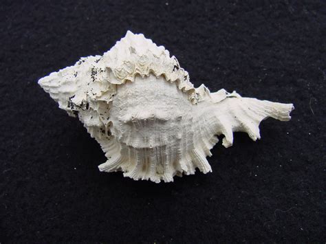 Fossil Muricidae Murex Shell Phyllonotus Labelleensis Pl6 Southern