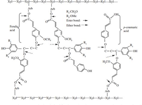 Figure 1 From In Situ Rumen Degradation Characteristics And Bacterial