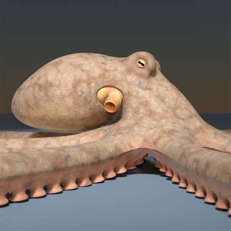 Octopus Beak 3d Model
