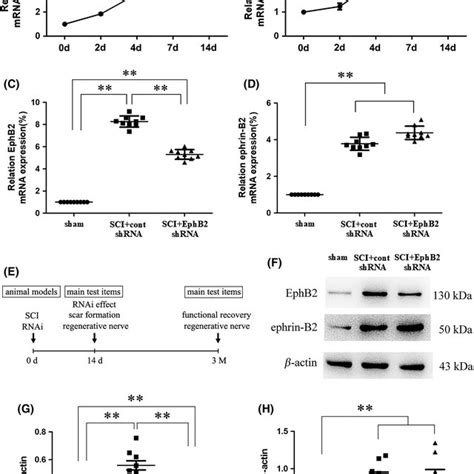 Ephb2 And Ephrin‐b2 Expression After Sci At Day 14 The Mrna Expression