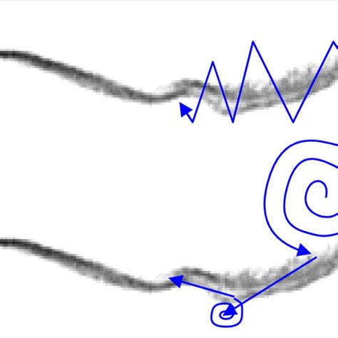 Zigzagging A And Spiral Surge B Are Two Bio Inspired Odor Source