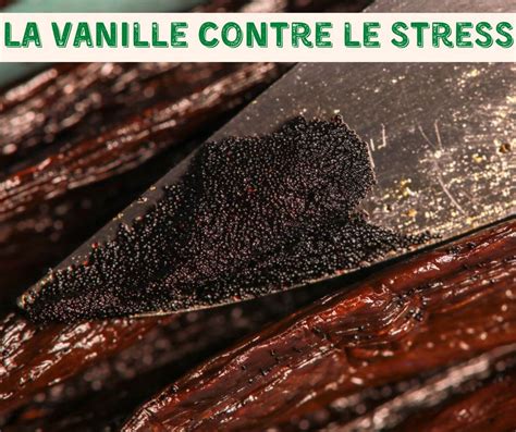 La Vanille Contre Le Stress Wayapi Agência