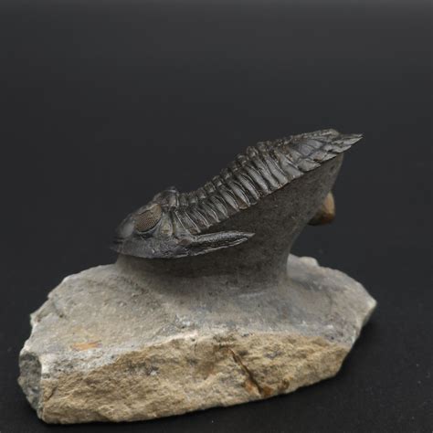 Fossil Oasis Fossil Preparation Service Fossil Store