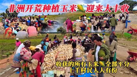 非洲开荒种植玉米迎来大丰收，履行诺言将收获的粮食全部平分，上千村民人人有份 Youtube