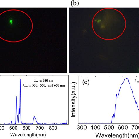 A And B Comparison Between Up Conversion Luminescence Imaging Download Scientific Diagram