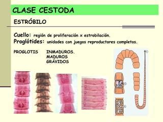 Platelmintos Parásitos Lab Ppt
