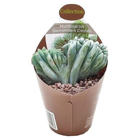 Myrtillocactus Geometrizans Cristata — Plant Wholesale Floraccess