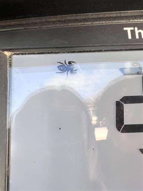 Found This Little Guy While Pumping Gas Rjumpingspiders