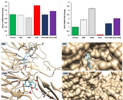 Effect Of Bbr And Umb On Hepatic Nrf 2 And Keap 1 Mrna Expression