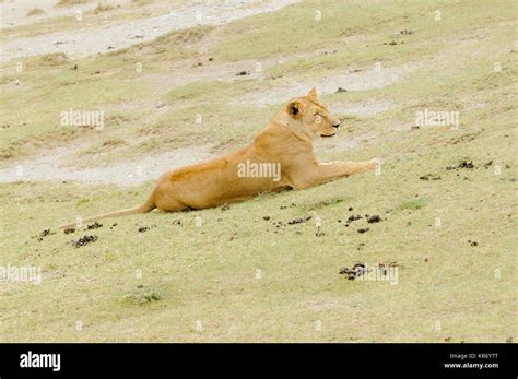 Closeup Of A Lion Pride Scientific Name Panthera Leo Or Simba In