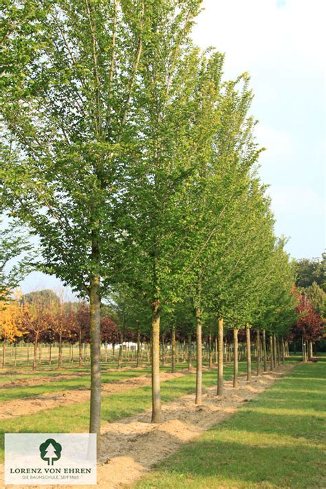 Ulmus Hollandica Lobel Ulobel Baumschule Lve