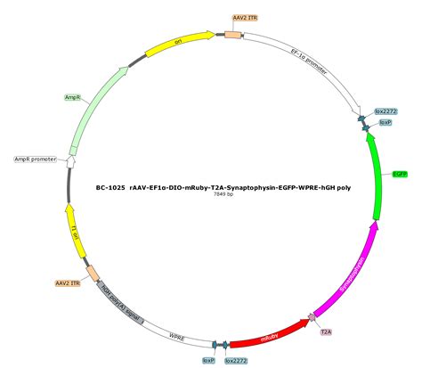 rAAV EF1α DIO mRuby T2A Synaptophysin EGFP